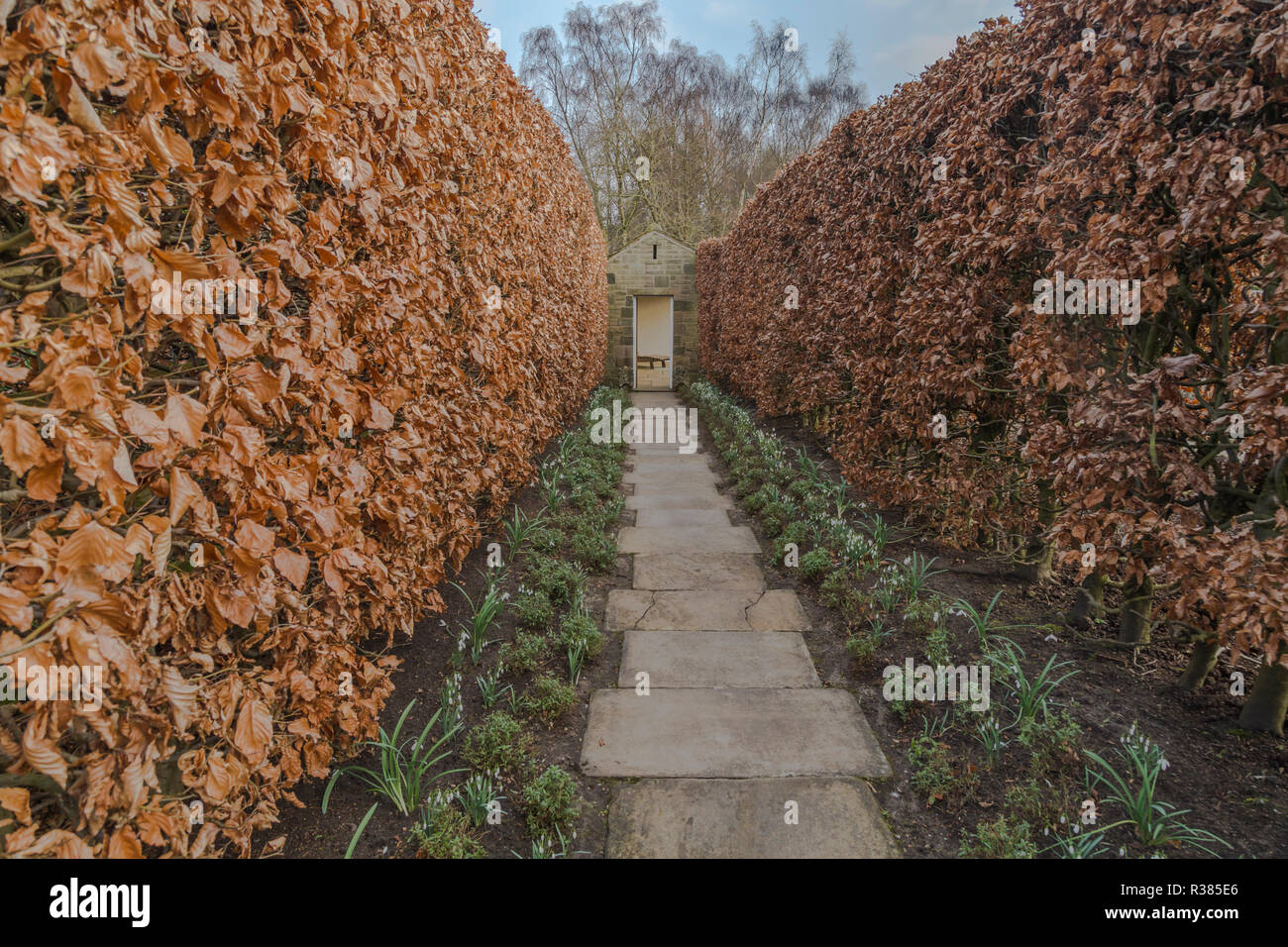 Buche Hecke Uk Stockfotos und -bilder Kaufen - Alamy