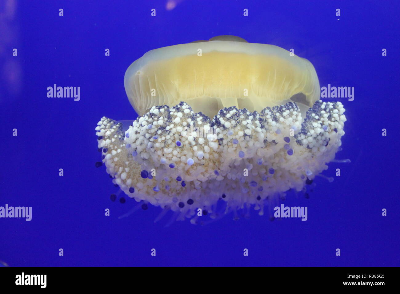 Quallen mittelmeer -Fotos und -Bildmaterial in hoher Auflösung – Alamy