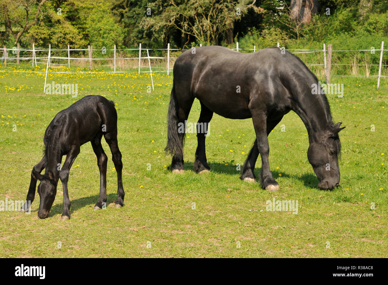 Friesisches pferd pferde -Fotos und -Bildmaterial in hoher Auflösung ...