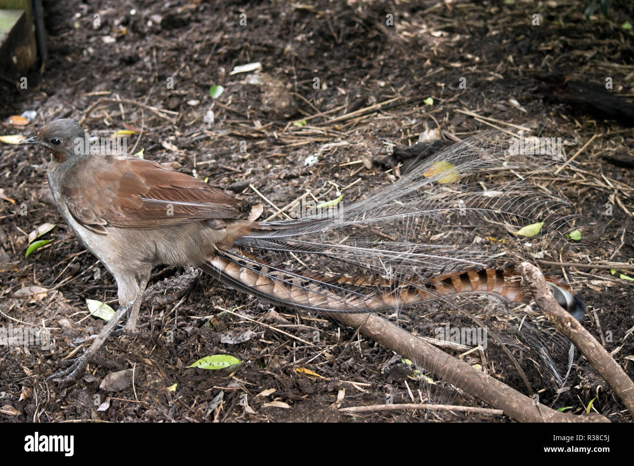 Fabelhafte Schwanz Von Vogel Fotos