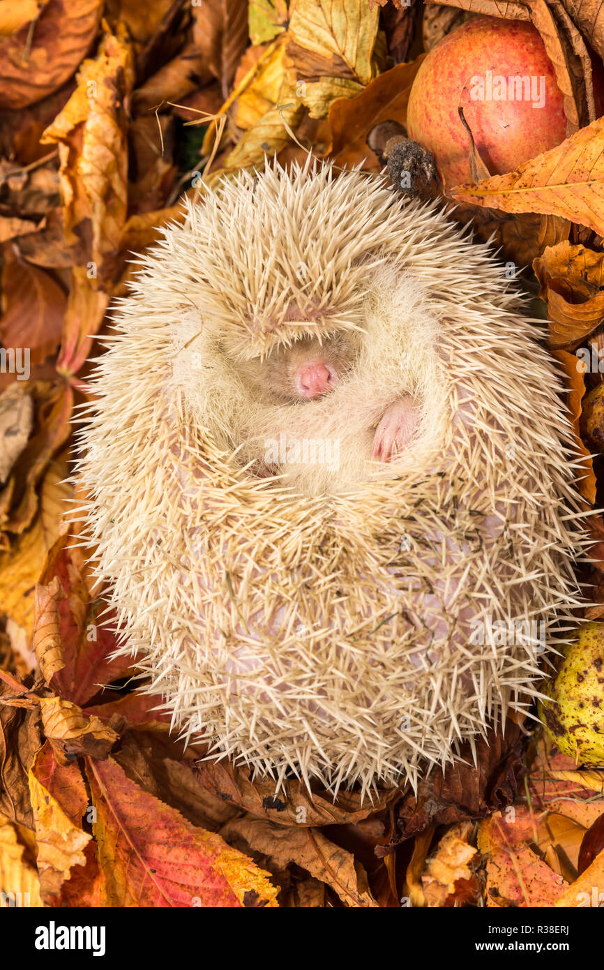 Igel zusammengerollt -Fotos und -Bildmaterial in hoher Auflösung – Alamy