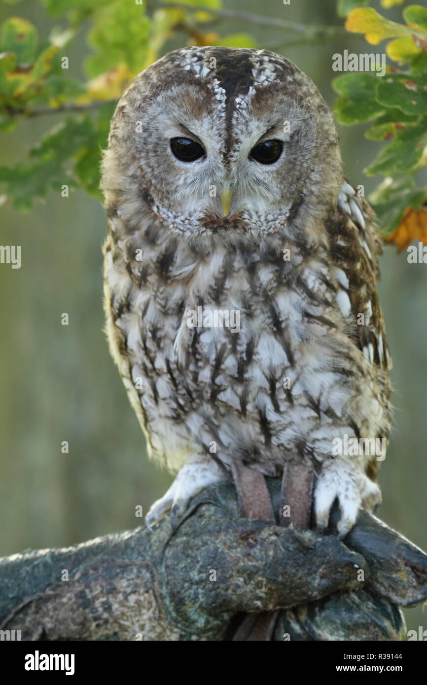 Nachtja ger -Fotos und -Bildmaterial in hoher Auflösung – Alamy