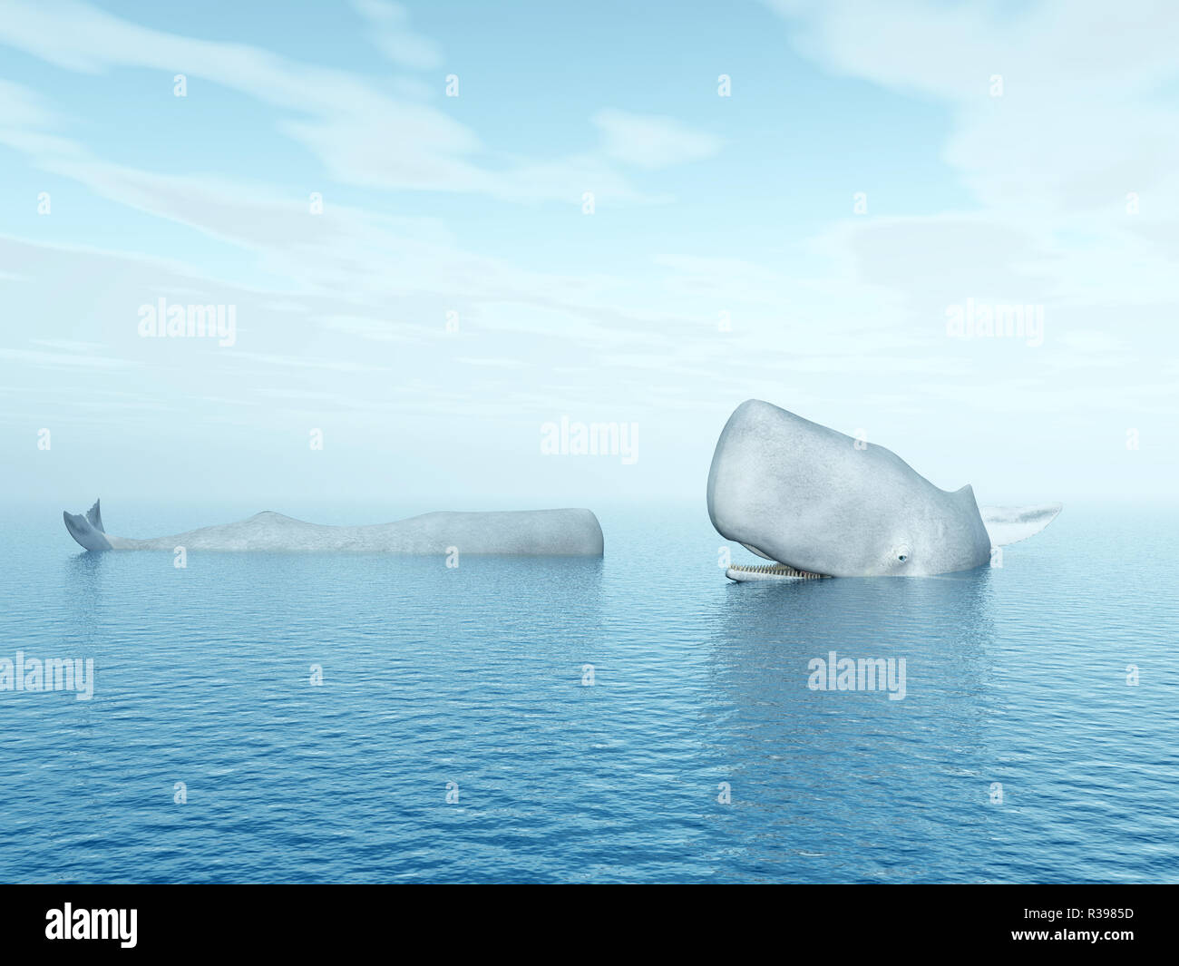 Pottwal pottwal -Fotos und -Bildmaterial in hoher Auflösung – Alamy