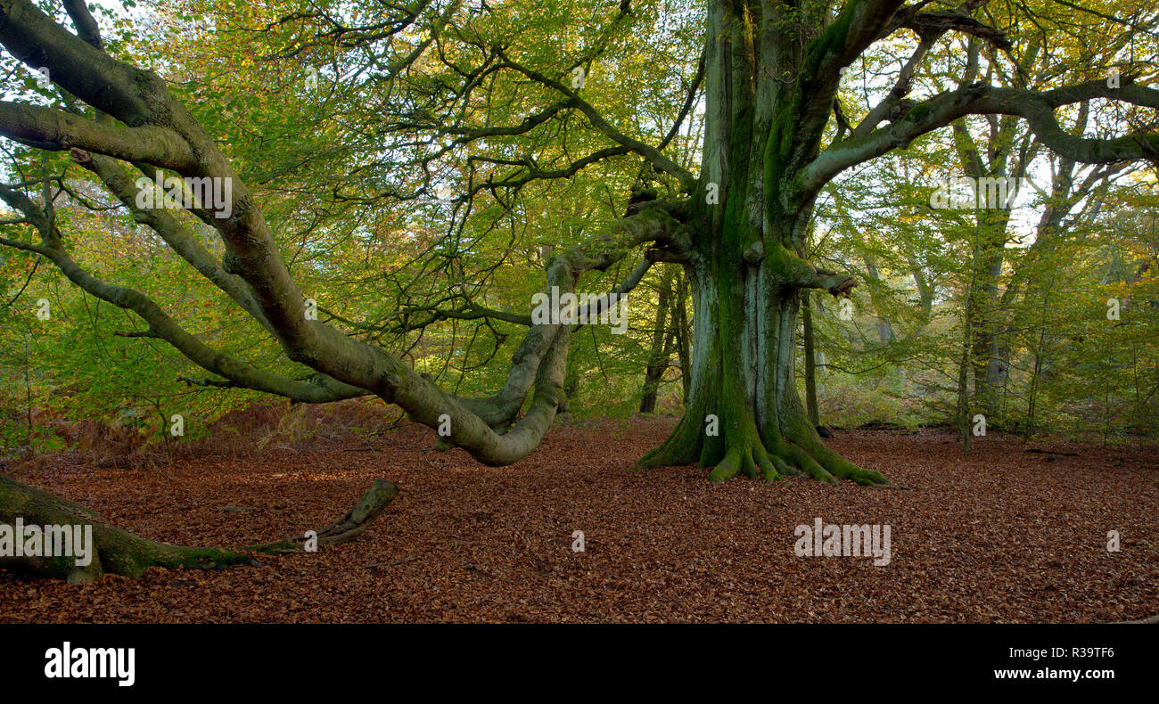 Schlangenfa rmig -Fotos und -Bildmaterial in hoher Auflösung – Alamy