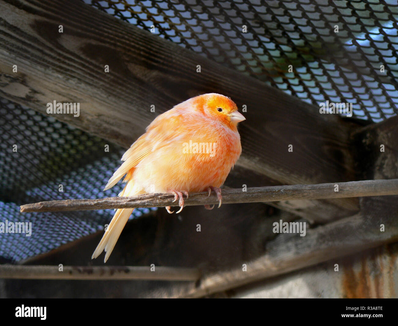Kanarienvogel singen -Fotos und -Bildmaterial in hoher Auflösung – Alamy