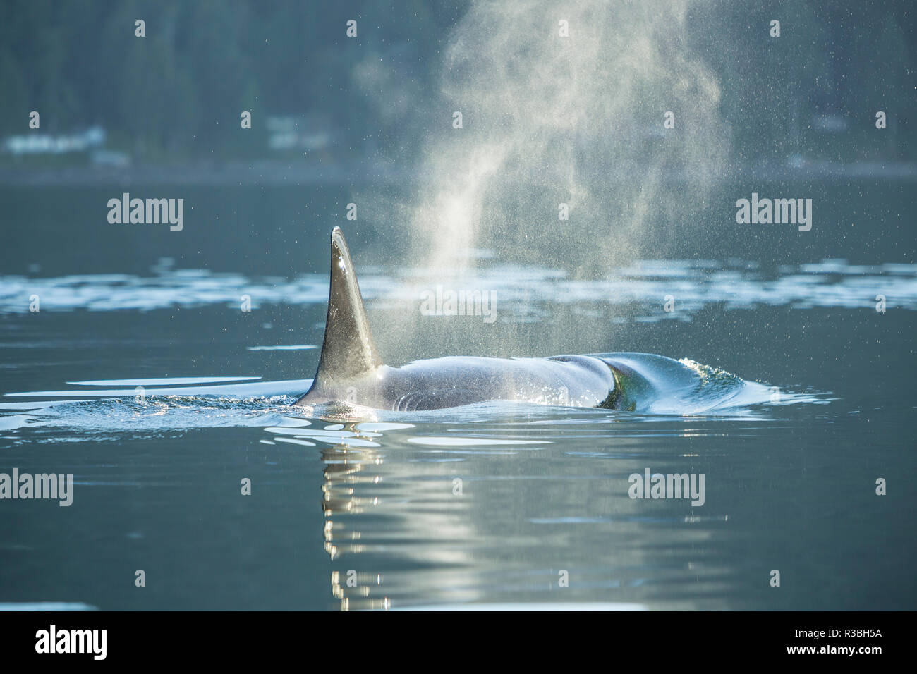Vorübergehende Orca Schwertwale (Orcinus orca), Pacific Northwest ...