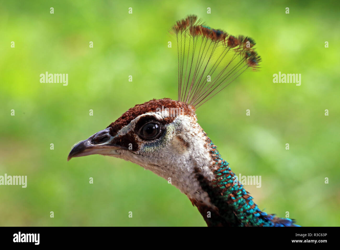 Pfau henne porträt -Fotos und -Bildmaterial in hoher Auflösung – Alamy