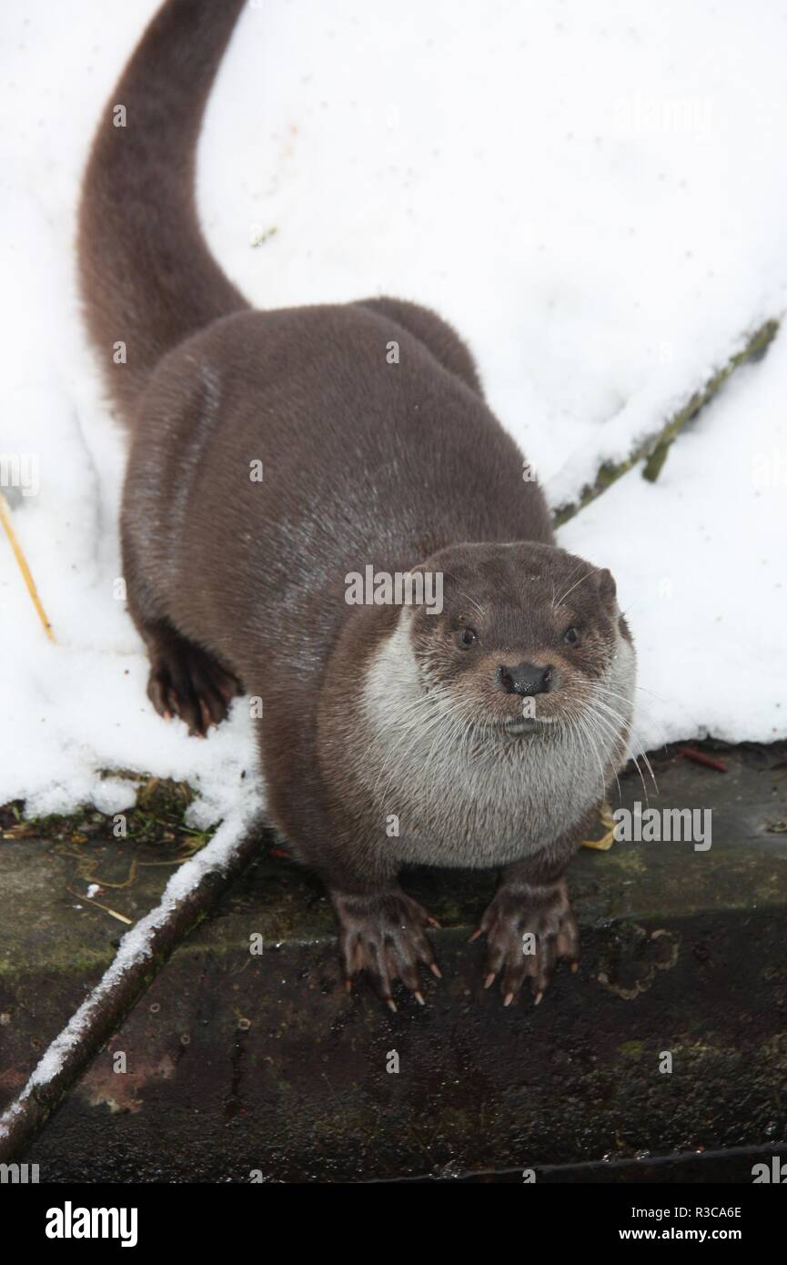 Bachlauf lebensraum otter -Fotos und -Bildmaterial in hoher Auflösung – Alamy