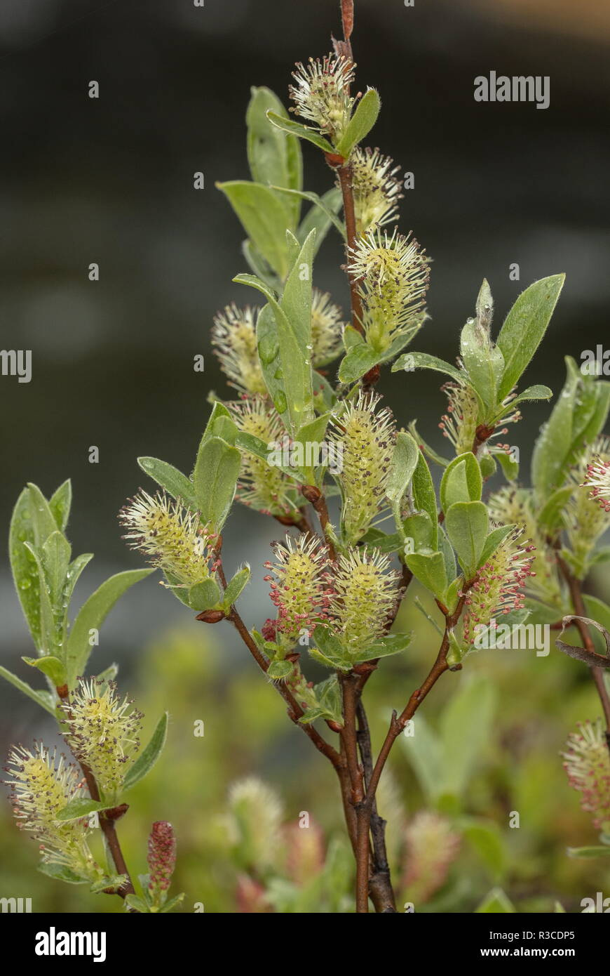 Weissweide blatt -Fotos und -Bildmaterial in hoher Auflösung – Alamy