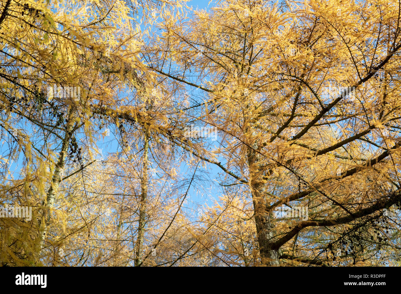 European Larch (larix Decidua) Tree Stockfotos und -bilder Kaufen ...