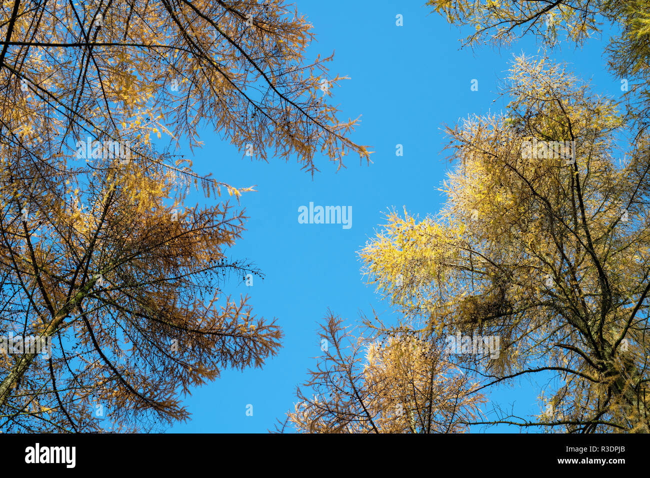 European larch (larix decidua) -Fotos und -Bildmaterial in hoher ...