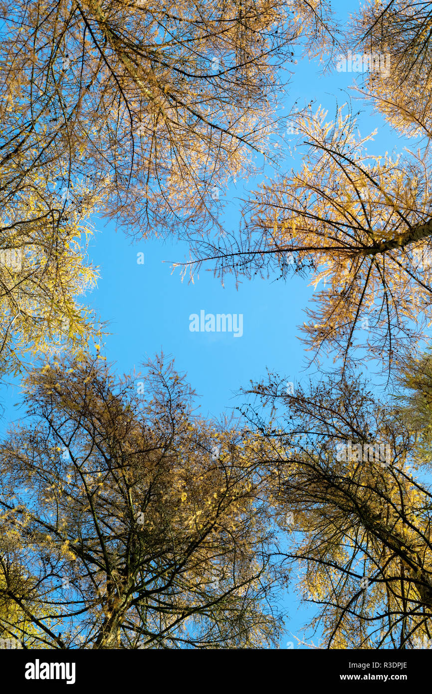 European Larch (larix Decidua) Stockfotos und -bilder Kaufen - Seite 3 ...