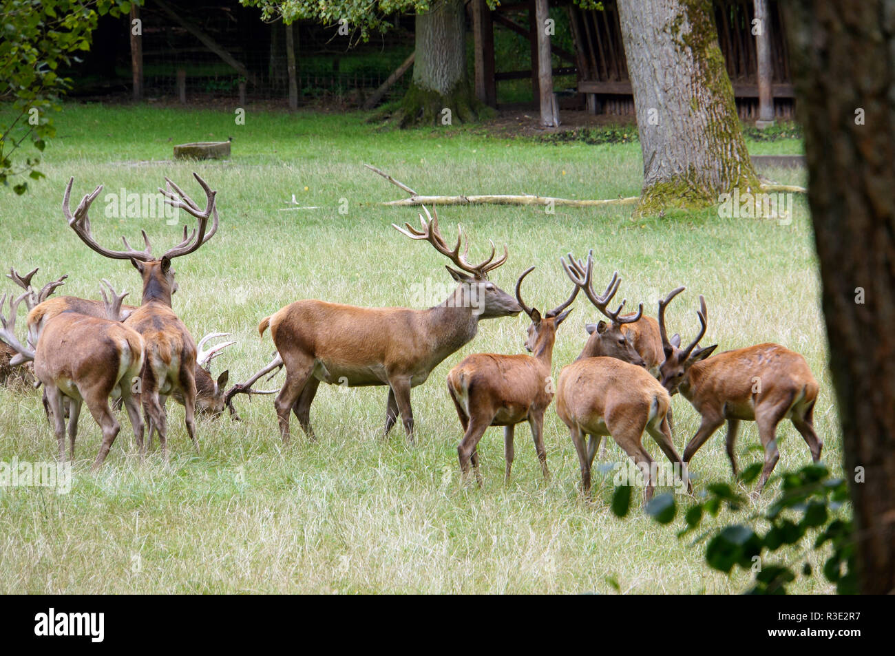 Sa ugetir -Fotos und -Bildmaterial in hoher Auflösung – Alamy