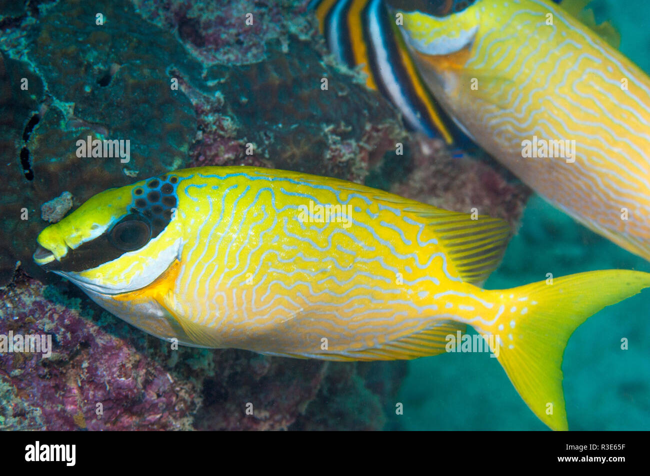 Maskierter kaninchenfisch siganus puellus -Fotos und -Bildmaterial in ...