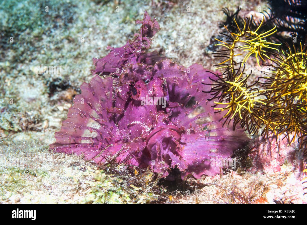 Bizarre philippinen -Fotos und -Bildmaterial in hoher Auflösung – Alamy