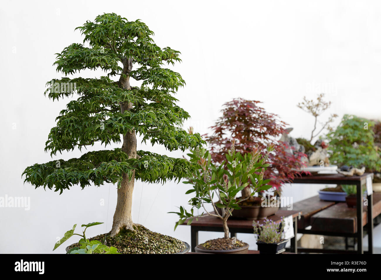 Bonsai ausstellung -Fotos und -Bildmaterial in hoher Auflösung – Alamy