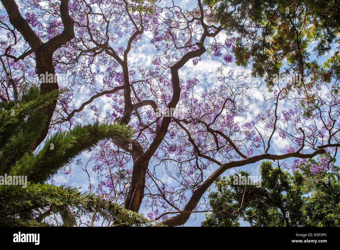 Jacaranda Holz Stockfotos und -bilder Kaufen - Alamy