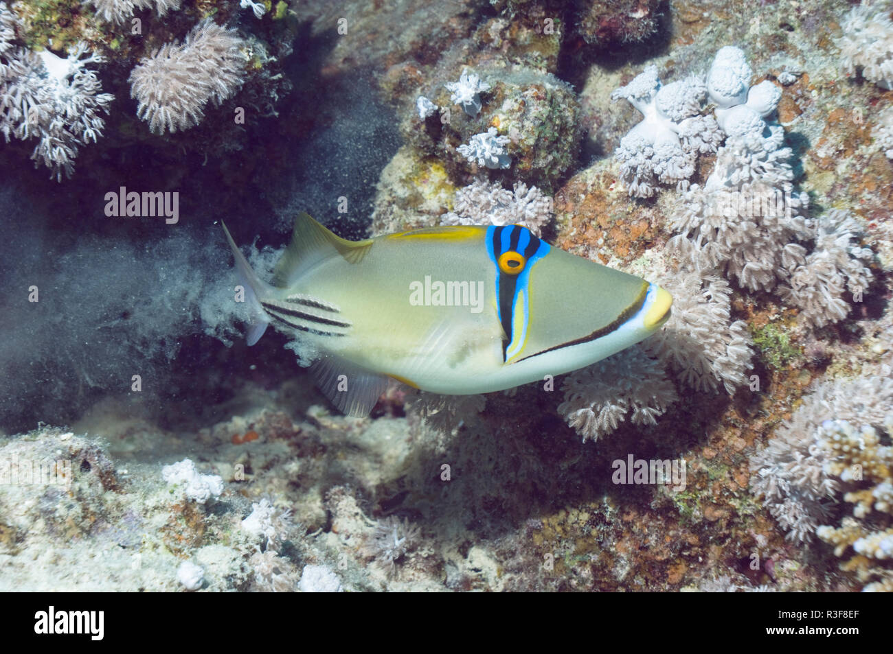 Picasso trigger fisch -Fotos und -Bildmaterial in hoher Auflösung – Alamy