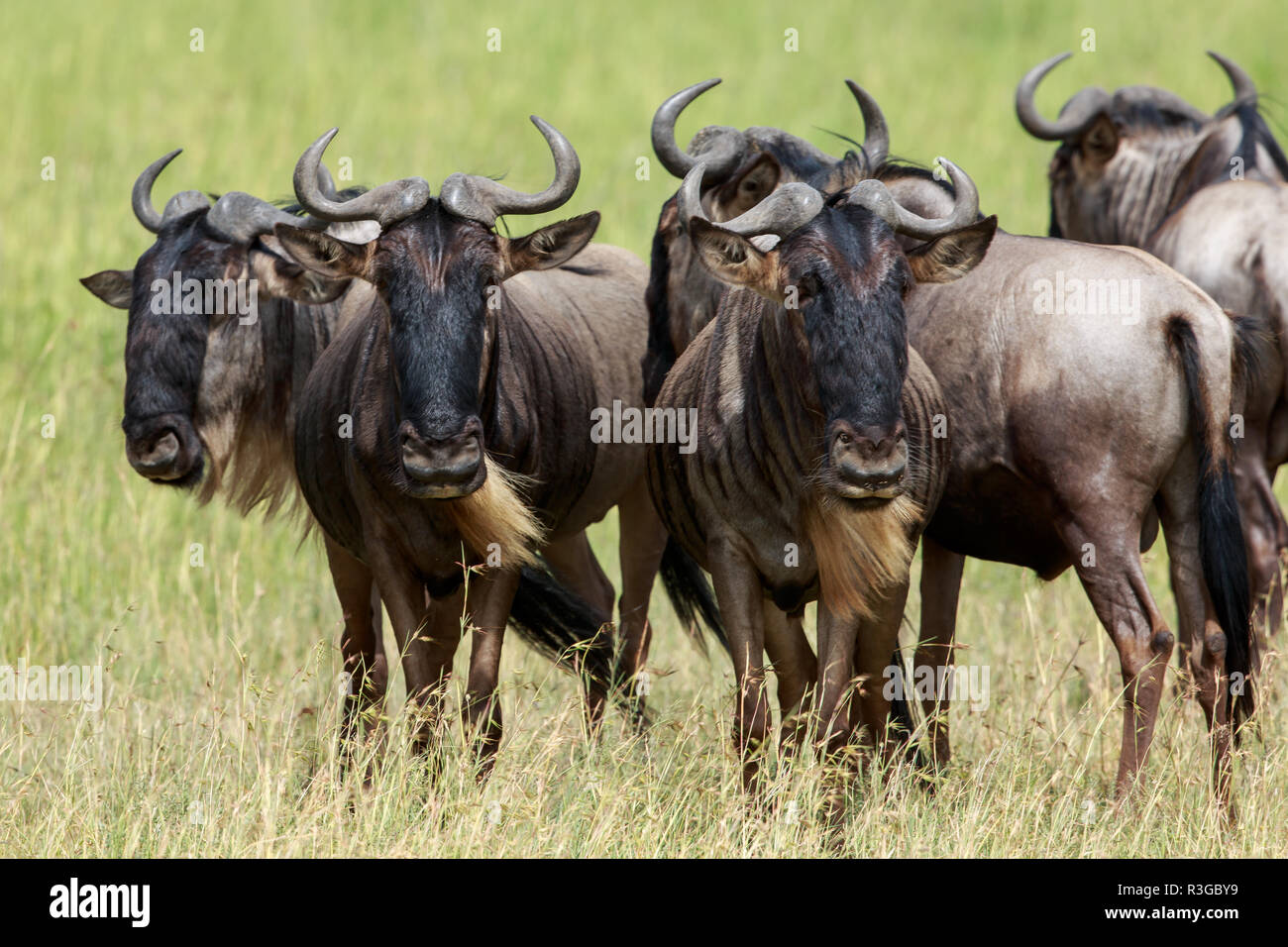 Blaue migration -Fotos und -Bildmaterial in hoher Auflösung – Alamy