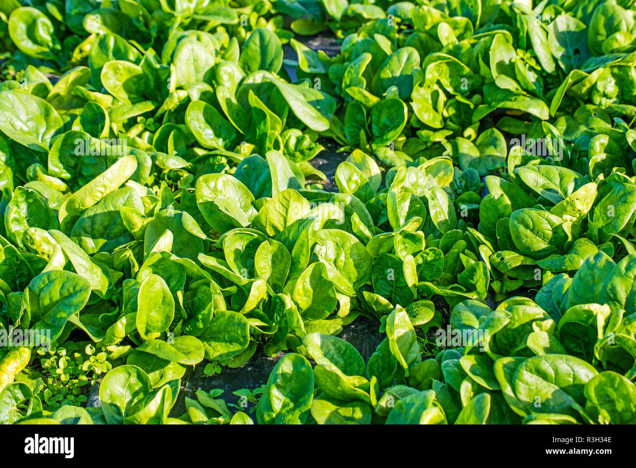 Spinat auf dem markt -Fotos und -Bildmaterial in hoher Auflösung – Alamy
