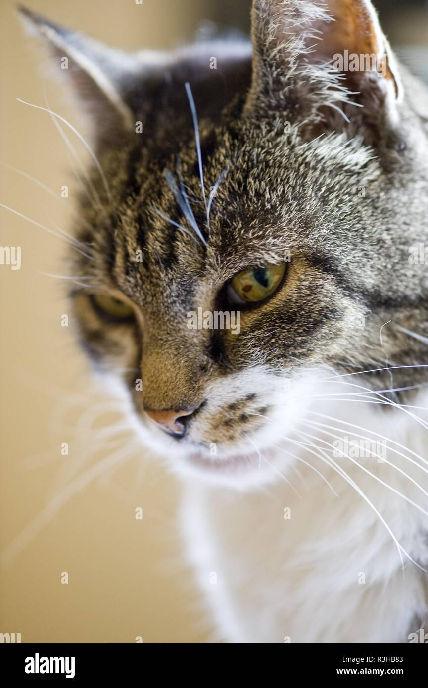 Der grosse kater -Fotos und -Bildmaterial in hoher Auflösung – Alamy