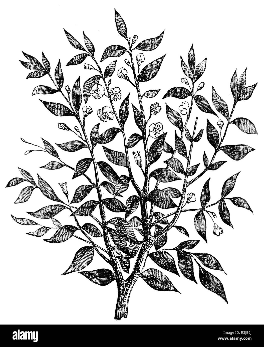 Myrte myrtus communis Ausgeschnittene Stockfotos und -bilder - Alamy