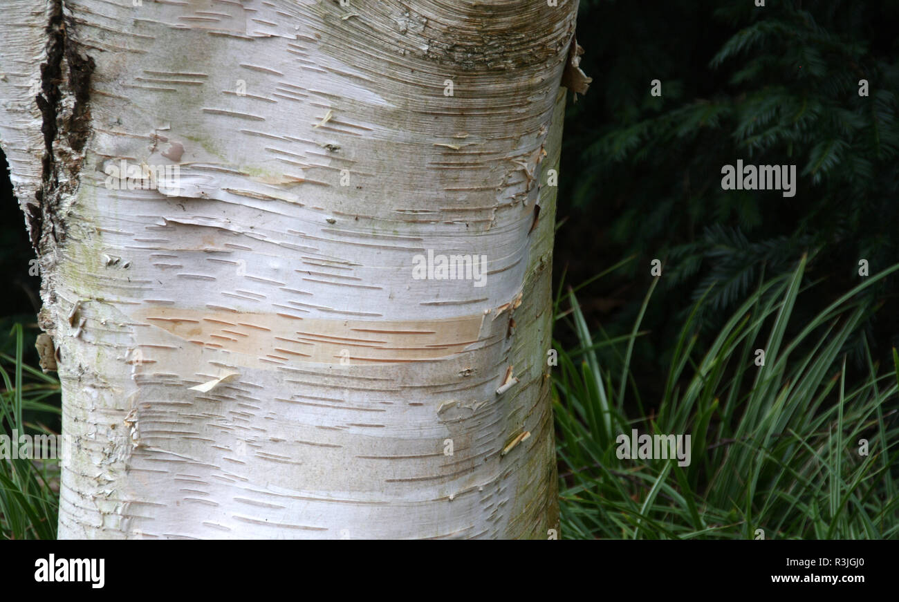 Himalaya birkenbaum -Fotos und -Bildmaterial in hoher Auflösung – Alamy