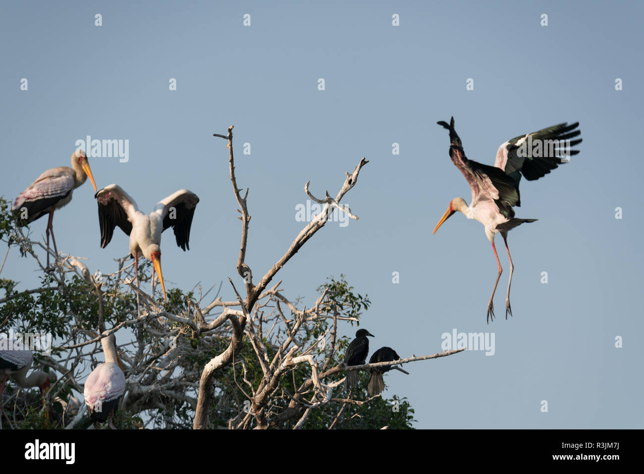 Brenda park landung -Fotos und -Bildmaterial in hoher Auflösung – Alamy