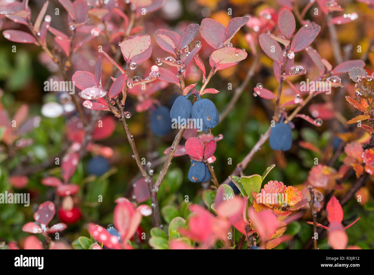 La myrtille des marais -Fotos und -Bildmaterial in hoher Auflösung – Alamy