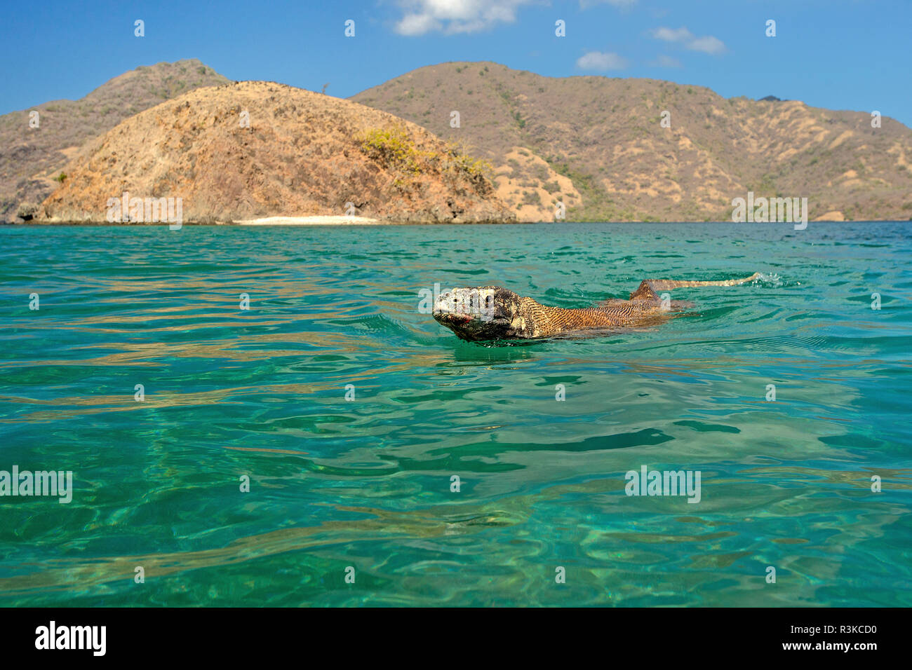 Komodo Warane (Varanus komodoensis) Schwimmen in der Nähe der Strand ...