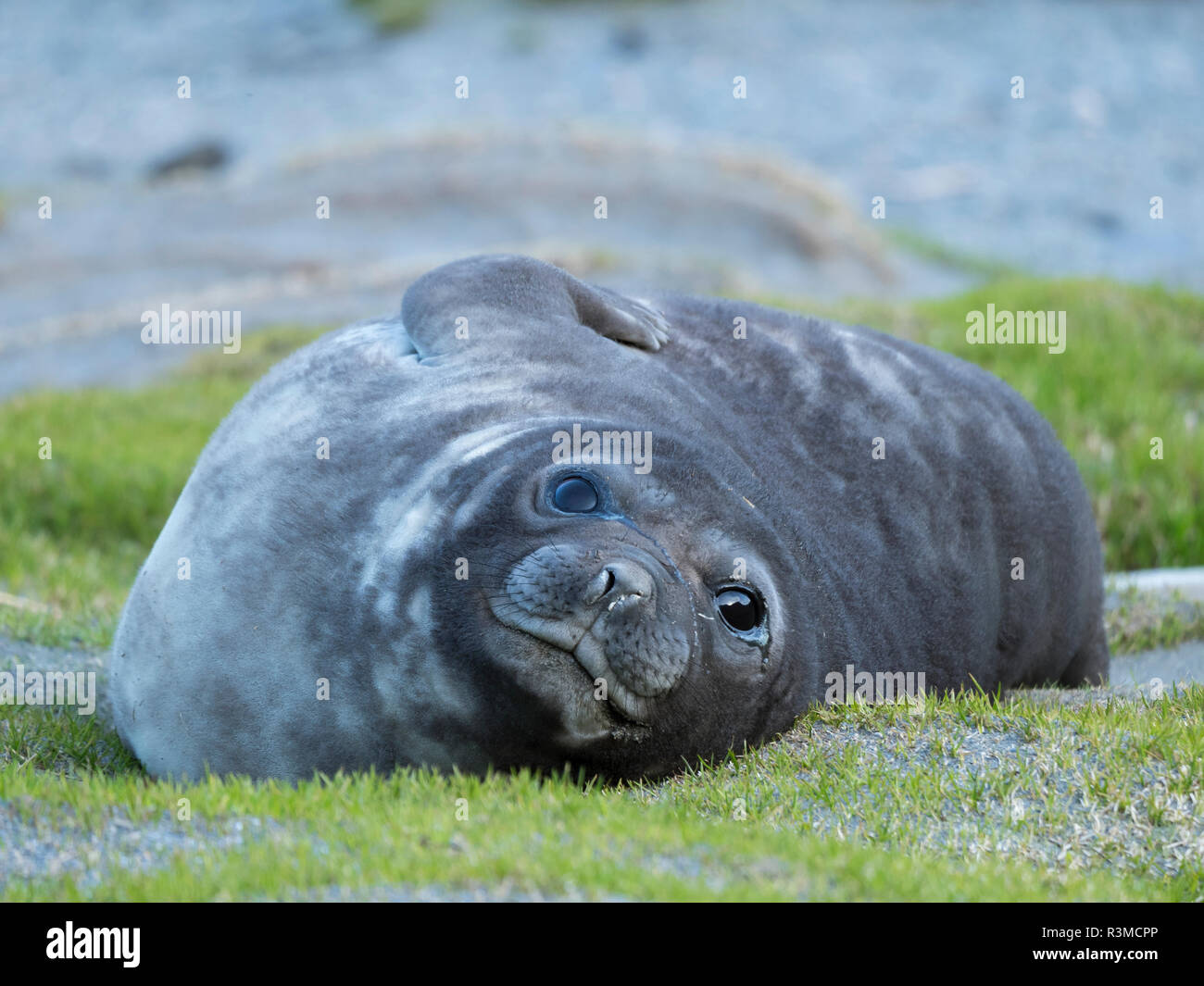 Südlicher See-Elefant (Mirounga leonina leonina), entwöhnt Pup am ...