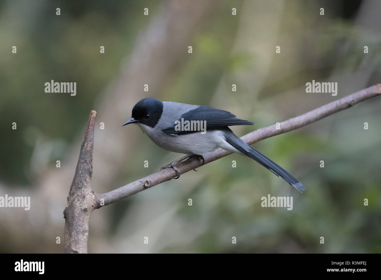 Heterophasia desgodinsi -Fotos und -Bildmaterial in hoher Auflösung – Alamy