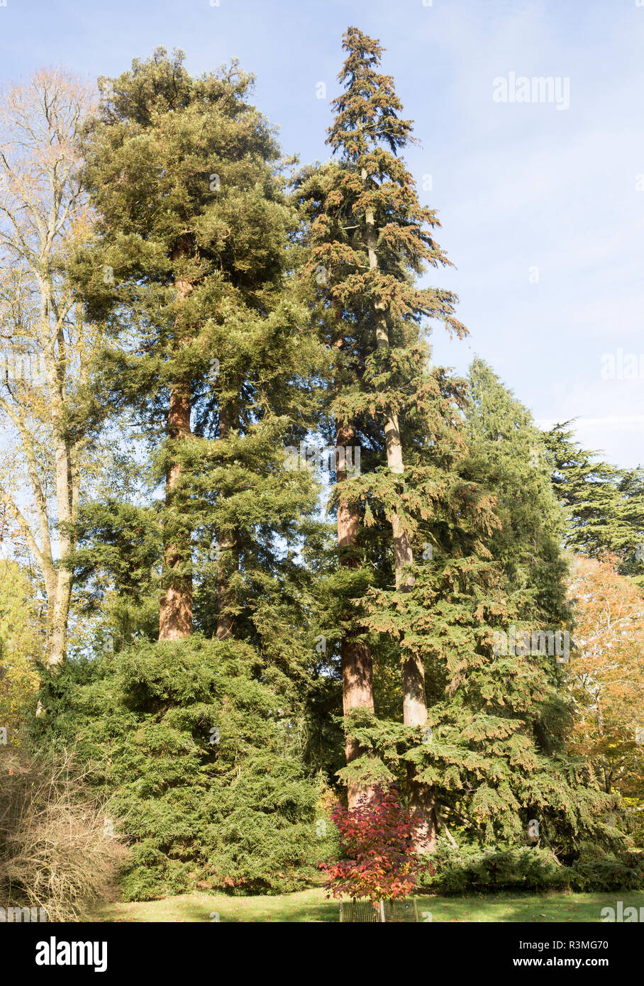 Western hemlock uk -Fotos und -Bildmaterial in hoher Auflösung – Alamy