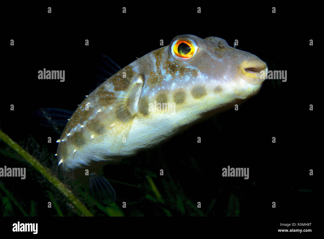 Sphoeroides marmoratus -Fotos und -Bildmaterial in hoher Auflösung – Alamy