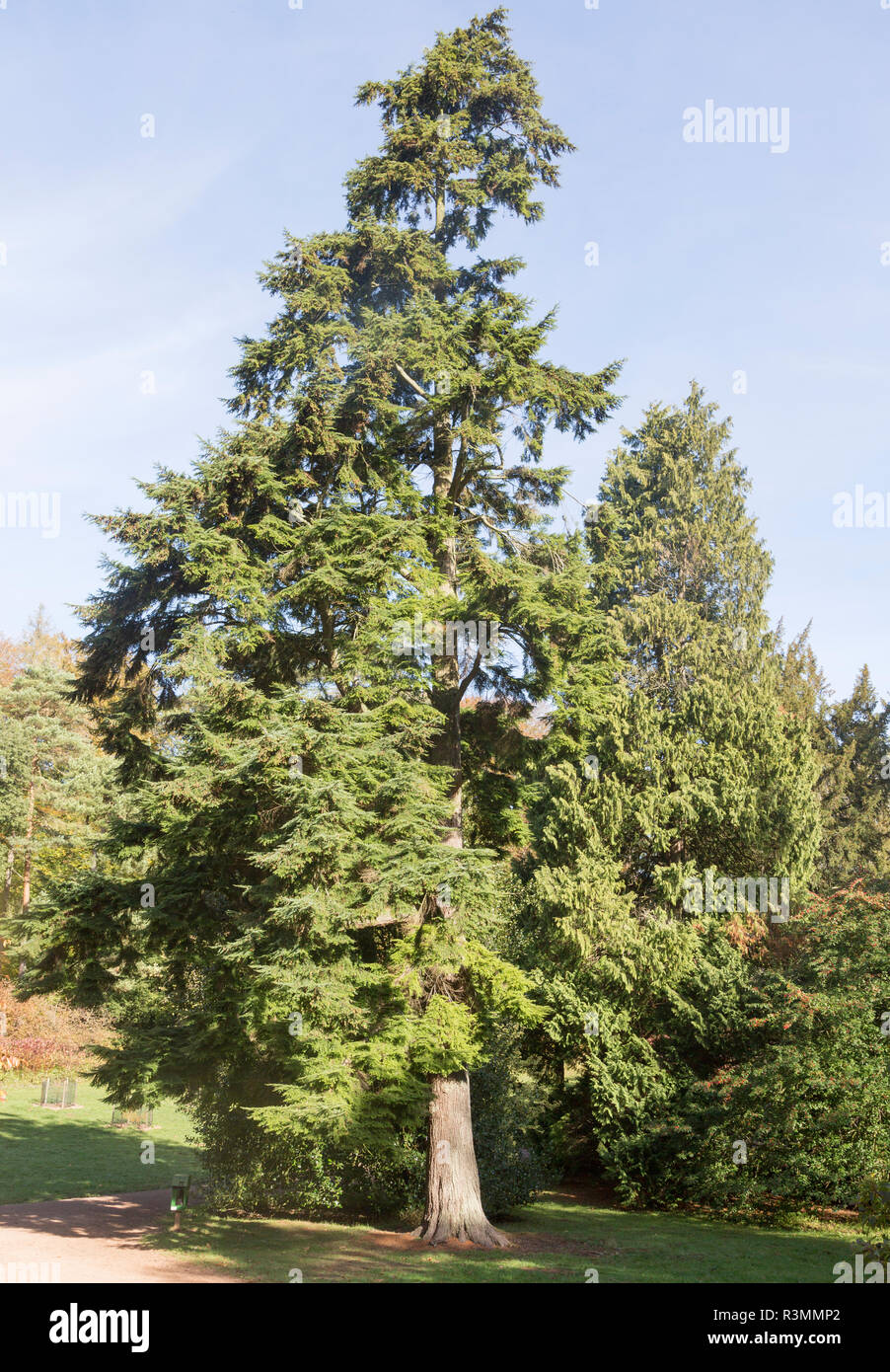 Western hemlock uk -Fotos und -Bildmaterial in hoher Auflösung – Alamy