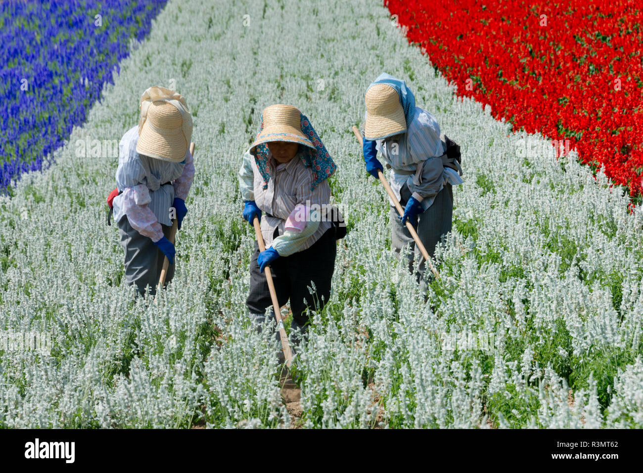 Bauern Japan Stockfotos und -bilder Kaufen - Alamy
