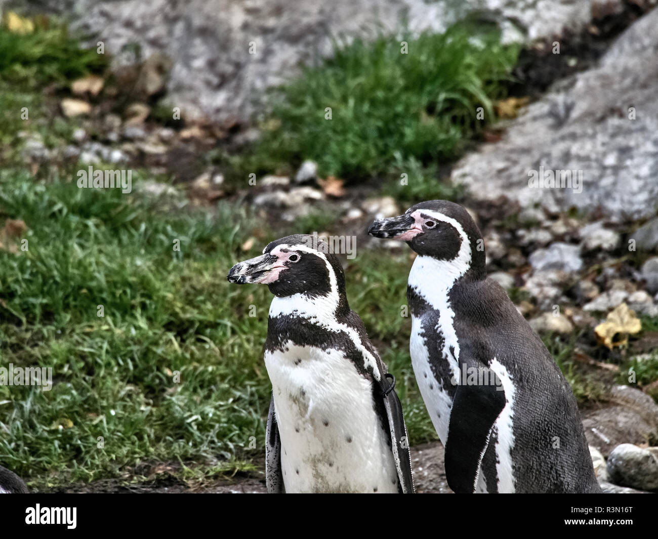 Pinguine Kaiser Stockfotos und -bilder Kaufen - Alamy