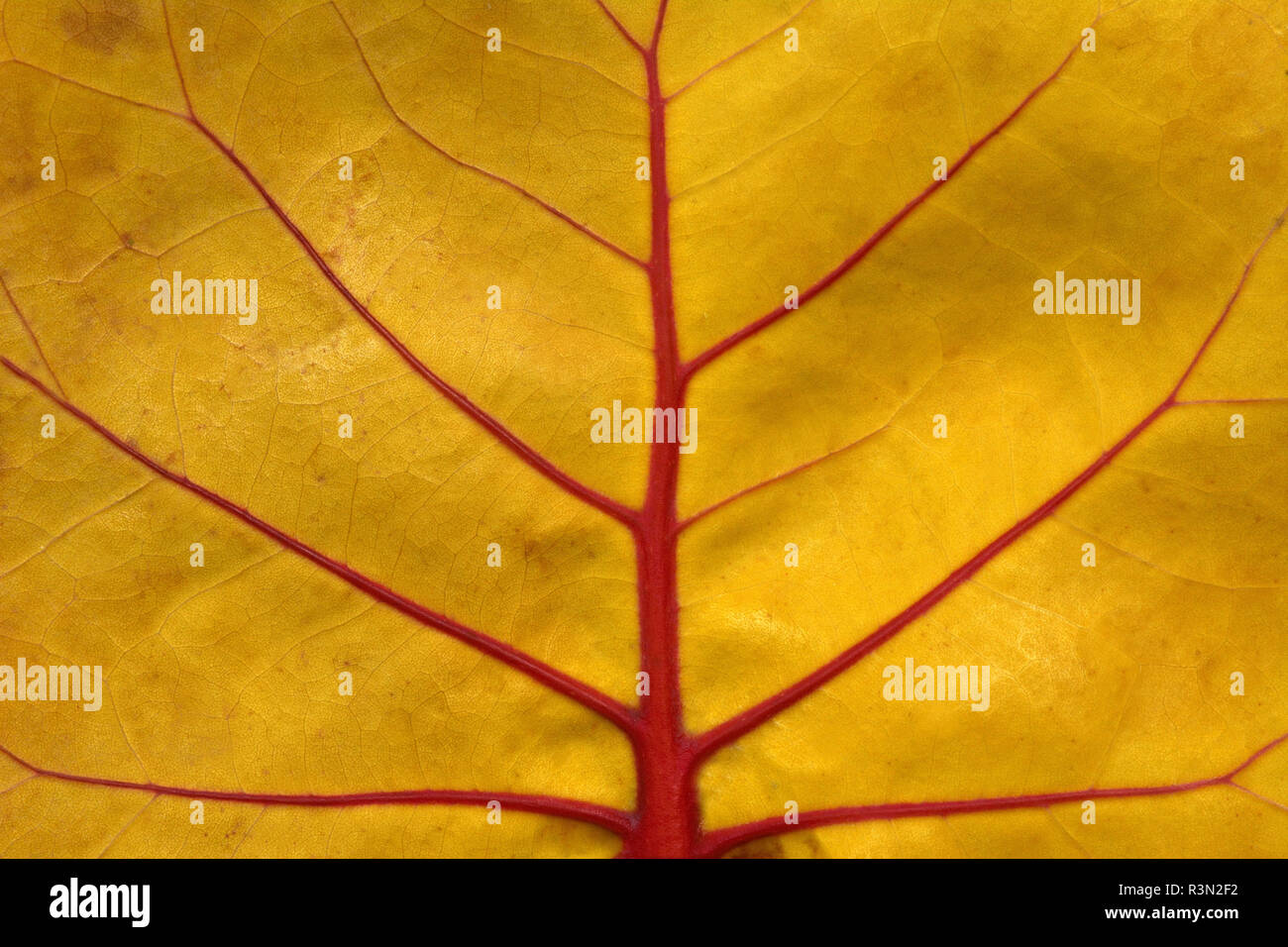 Coccoloba coccoloba sp Stockfotos und -bilder Kaufen - Alamy