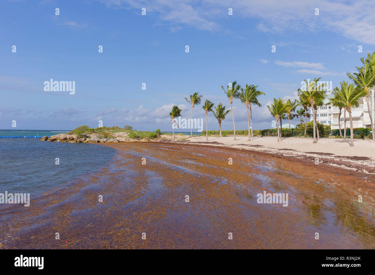 Strände von sargassum Algen, ein starker Geruch nach ...