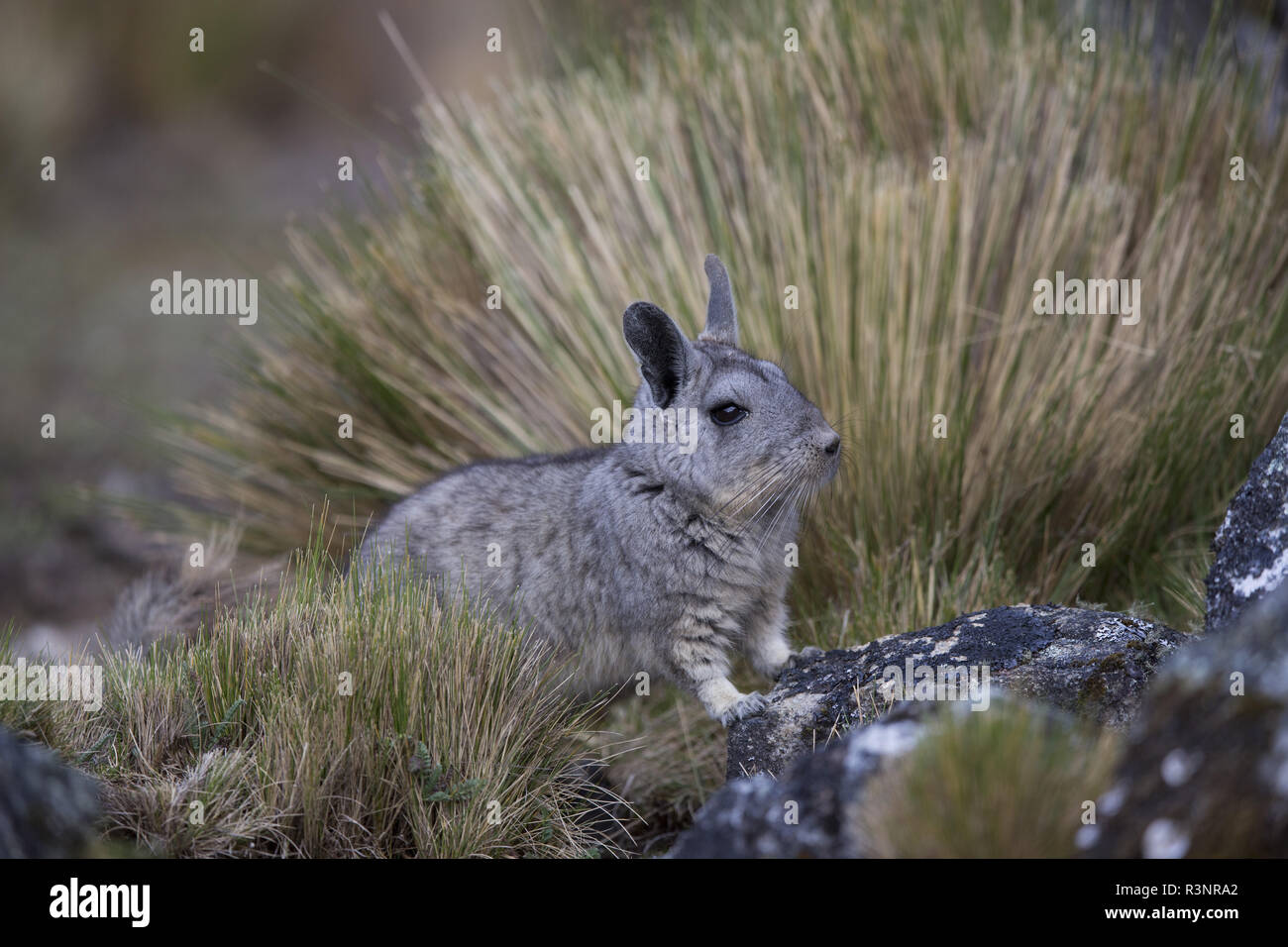 Berg viscachas lagidium peruanum -Fotos und -Bildmaterial in hoher ...