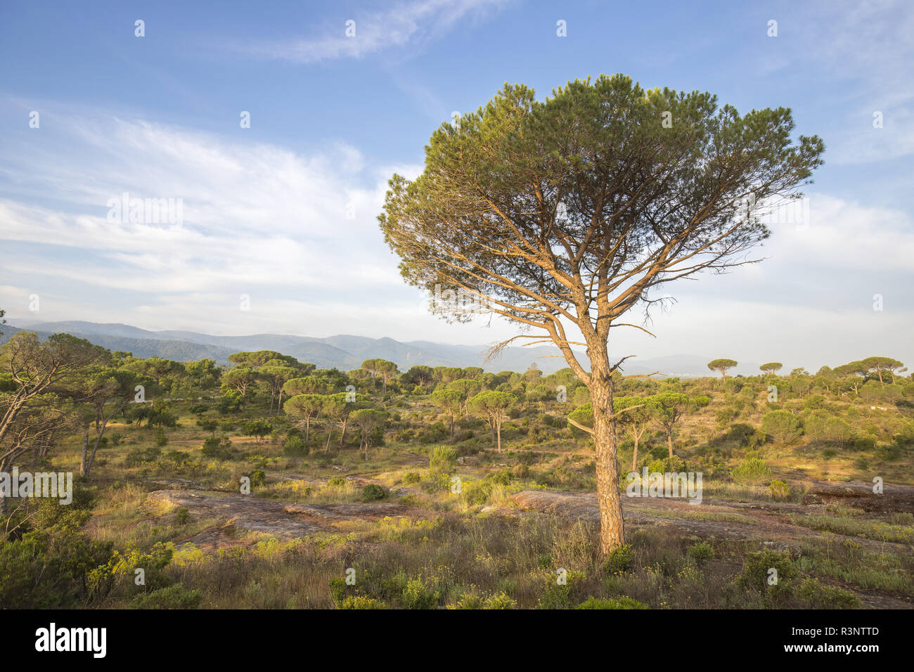Italienische Pinien (Pinus pinea), National Nature Reserve von Plaine ...