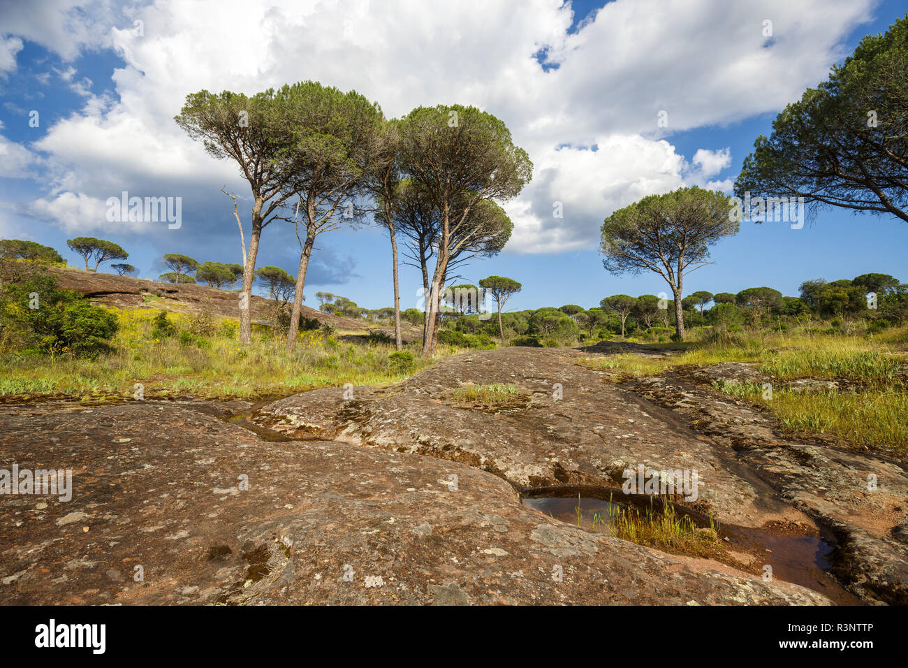 Italienische Pinien (Pinus pinea), National Nature Reserve von Plaine ...