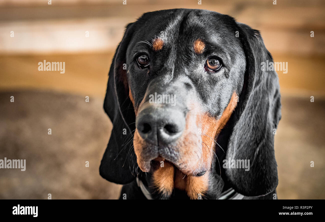 Polnische jagd -Fotos und -Bildmaterial in hoher Auflösung – Alamy
