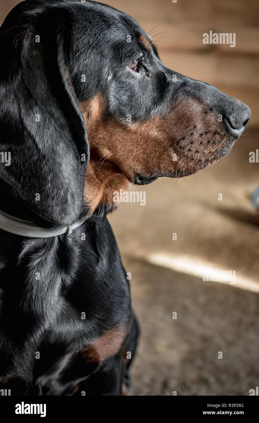 Polnische jagd -Fotos und -Bildmaterial in hoher Auflösung – Alamy