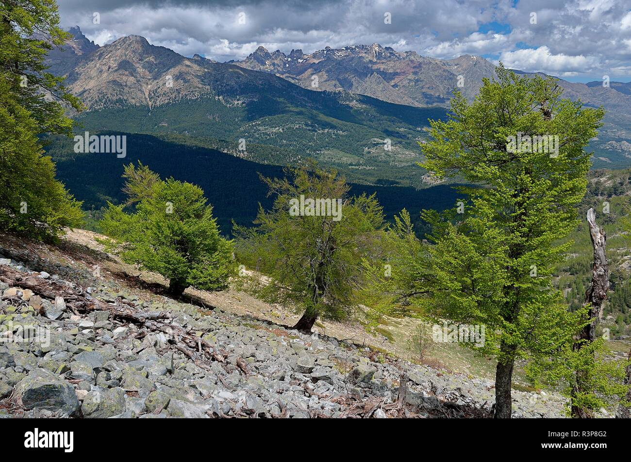 Korsika pinus nigra var maritima -Fotos und -Bildmaterial in hoher ...