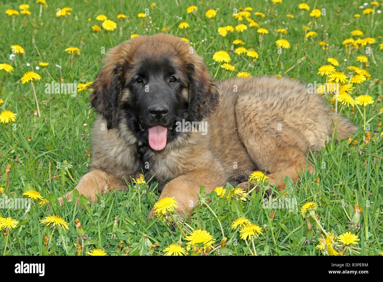 Leonberger baby -Fotos und -Bildmaterial in hoher Auflösung – Alamy