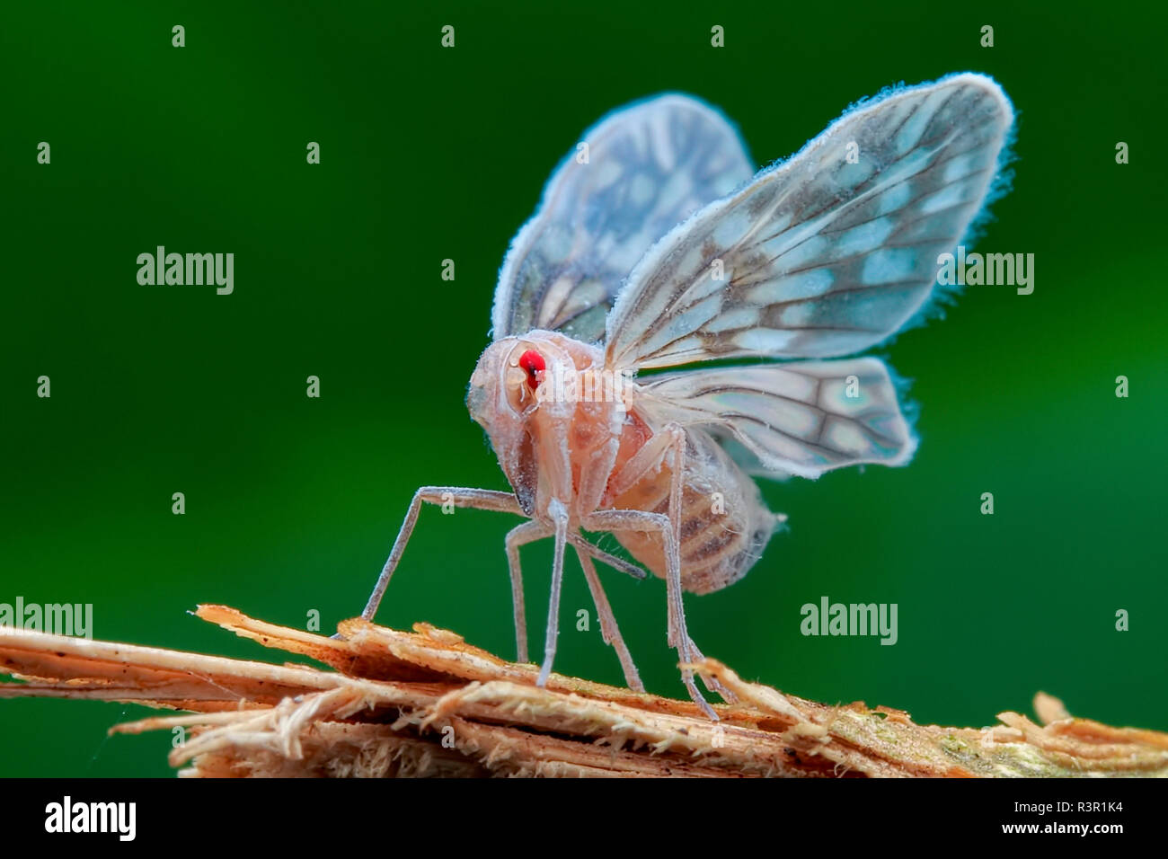Nahaufnahme des planthopper -Fotos und -Bildmaterial in hoher Auflösung ...