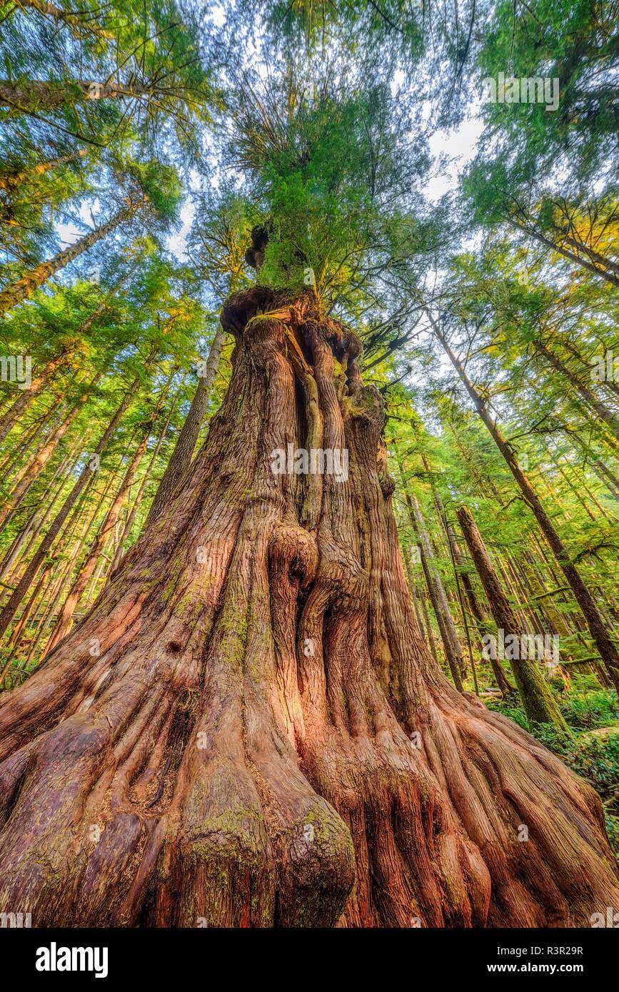 Pacific Red Cedar (Thuja plicata) im Regenwald von Vancouver Island ...