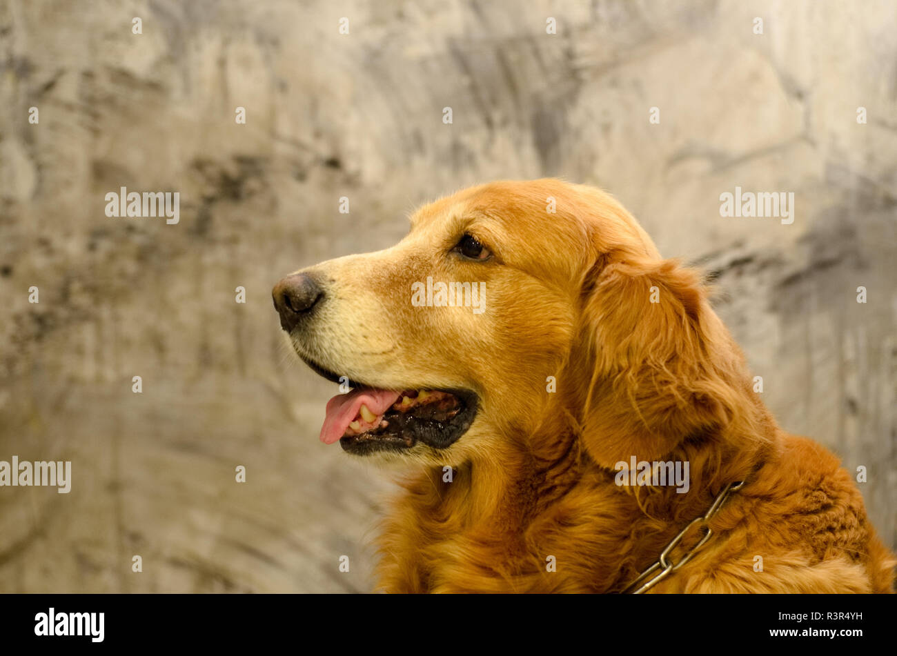 Seitenansicht Nahaufnahme Bild eines Golden Retriever Hunderasse sitzen ...