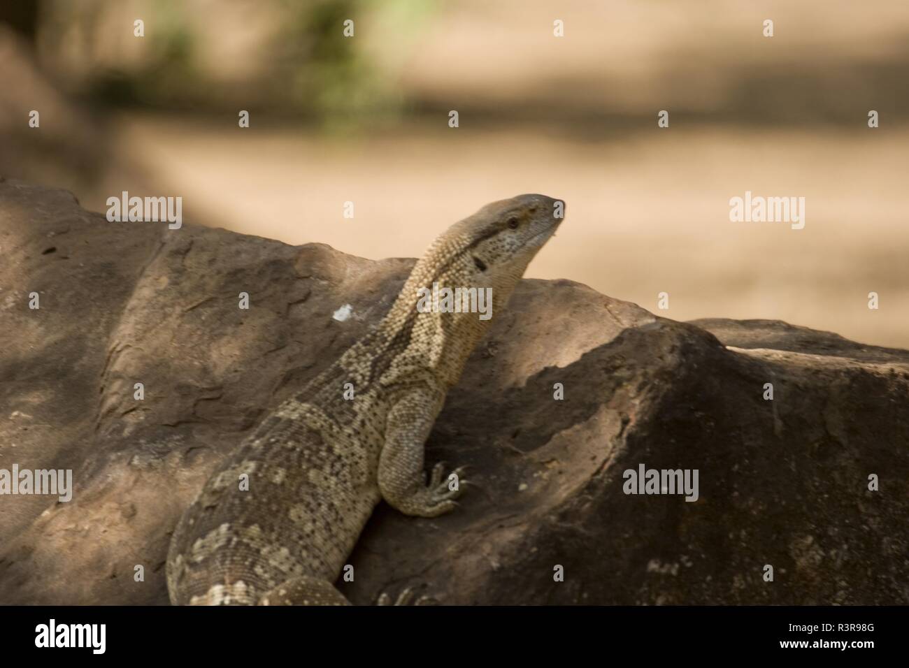 Varanus albigularis -Fotos und -Bildmaterial in hoher Auflösung – Alamy
